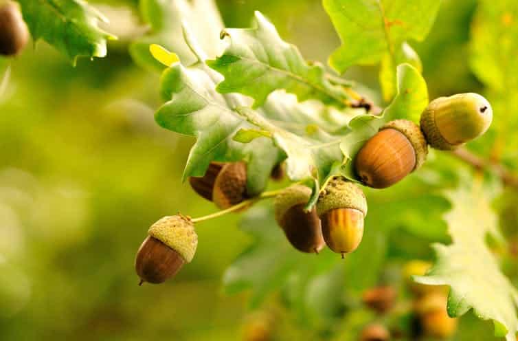 Can You Eat Acorns Survive Nature can-you-eat-acorns-survive-nature
